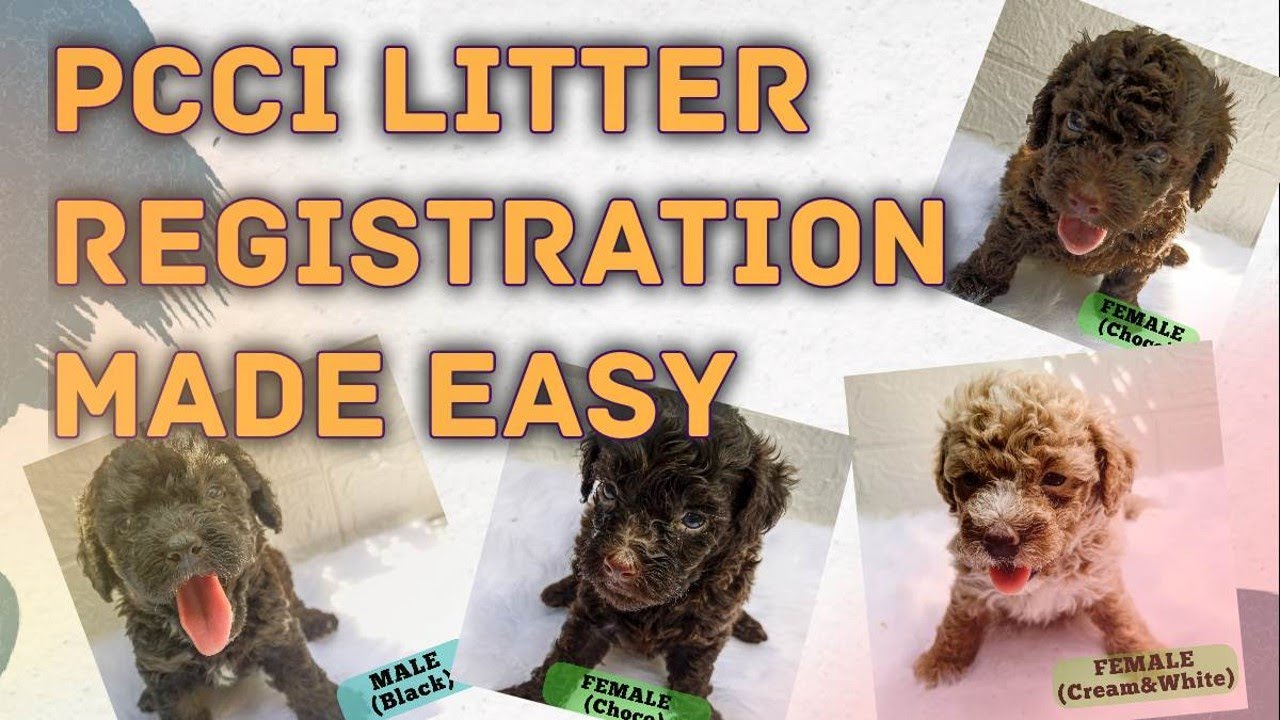 PCCI LITTER APPLICATION MADE EASY - YouTube