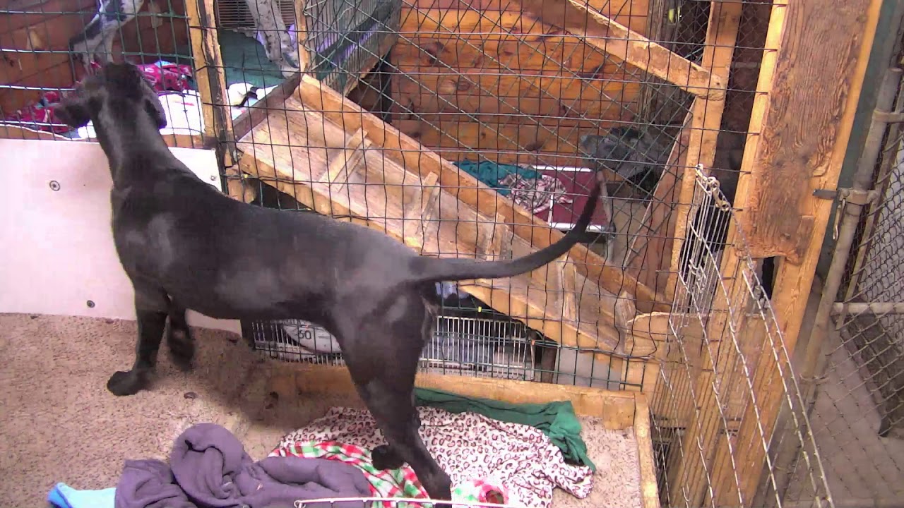 Great Dane Indoor Puppy Room 10-29-2018 18:12:47 - 19:12:48 - YouTube