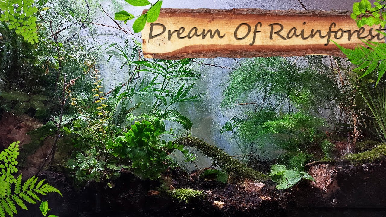 Creating a Rainforest for my Home | How to Make a Terrarium | Fern ...