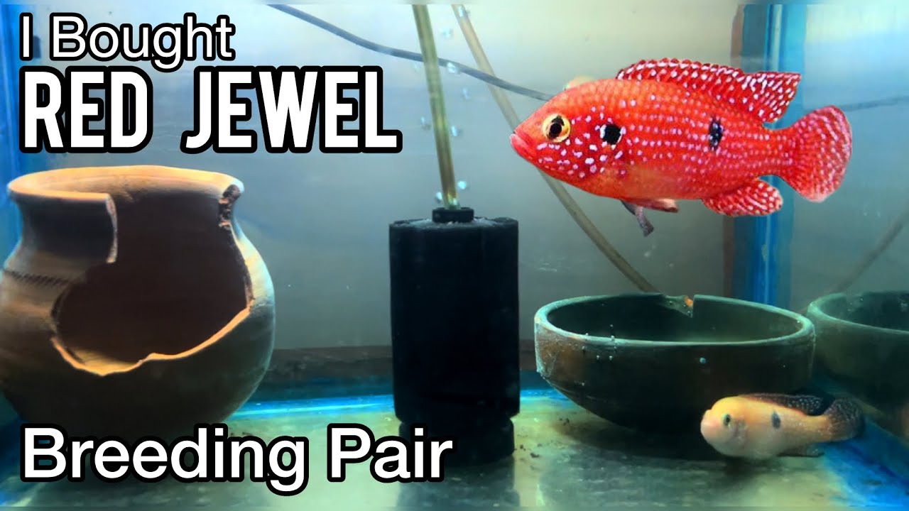 My New Red Jewel Cichlid Breeding Pair In Hindi Urdu Imran s World my-new-red-jewel-cichlid-breeding-pair-in-hindi-urdu-imran-s-world