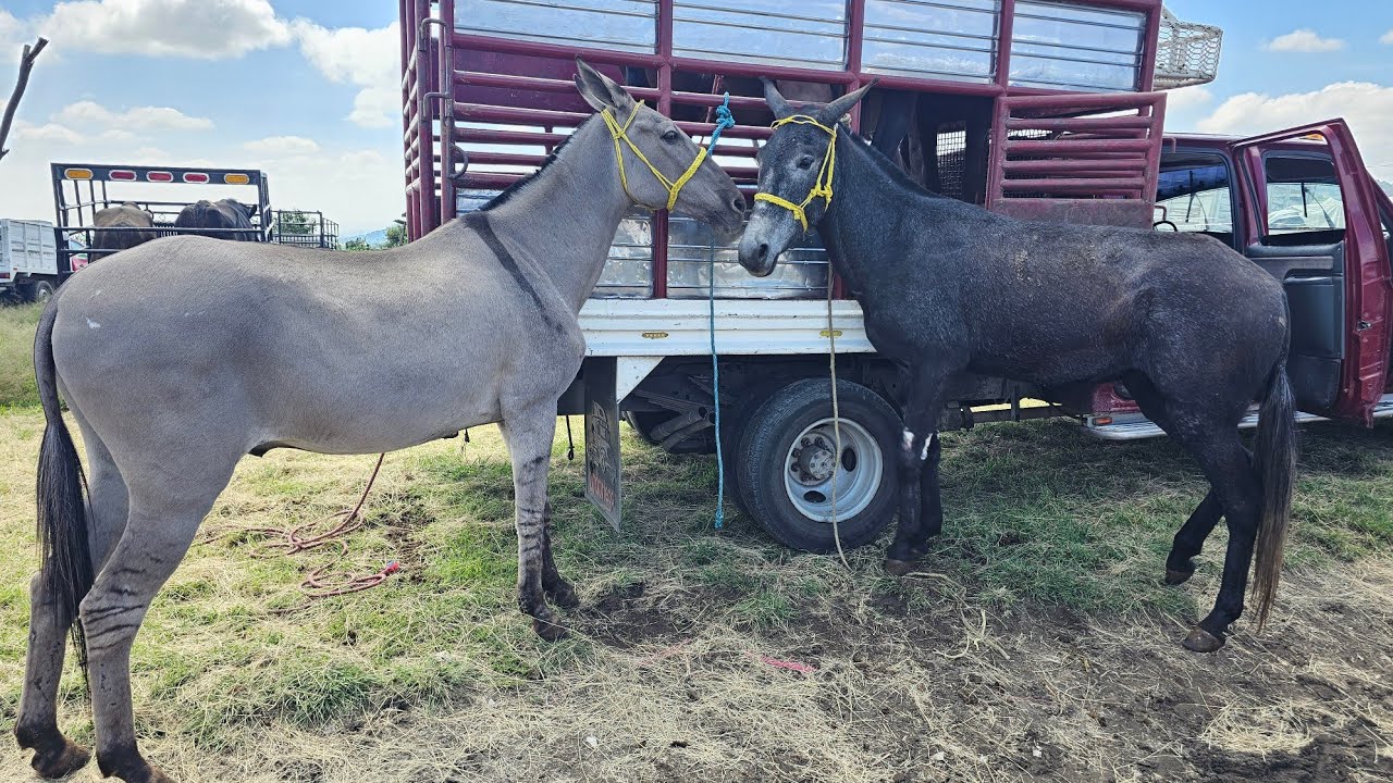Jueves de Plaza Ganadera 4 CAMINOS PUEBLA mulas finas caballos pavo ...