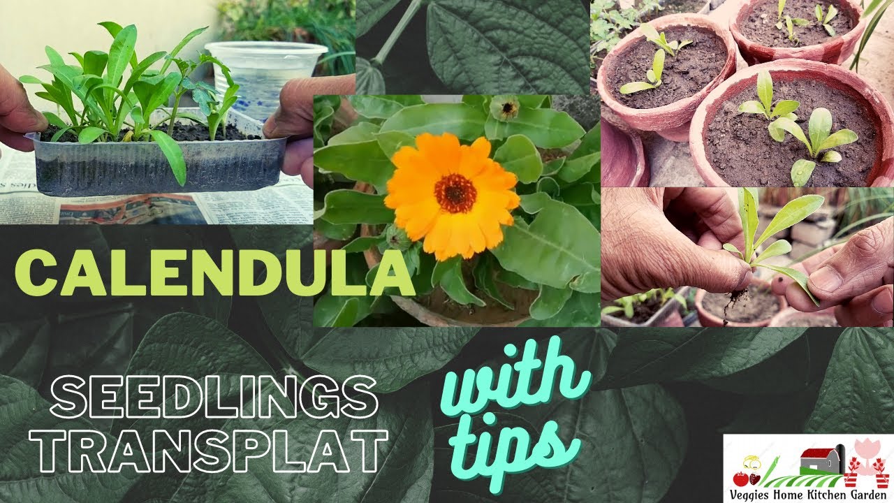 How to #Calendula #Seedlings Transplant in Pots tips at Asim Rooftop ...