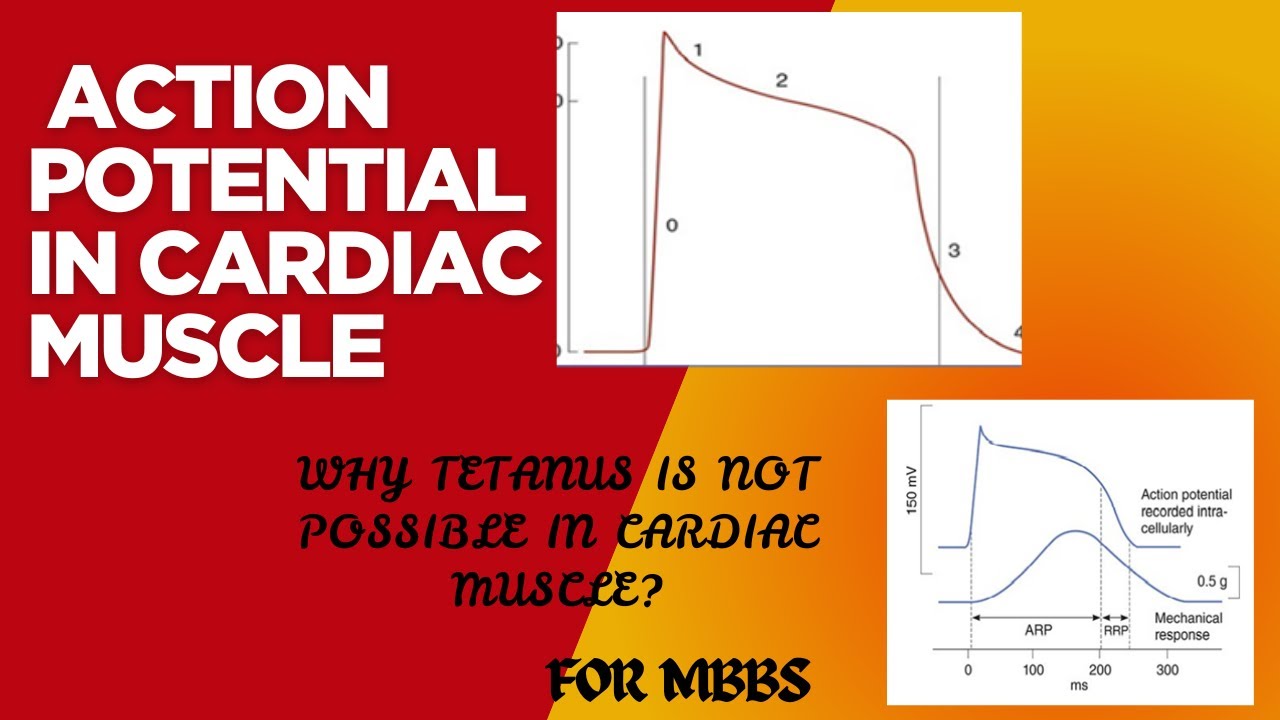 ACTION POTENTIAL IN CARDIAC MUSCLE (MBBS) - YouTube
