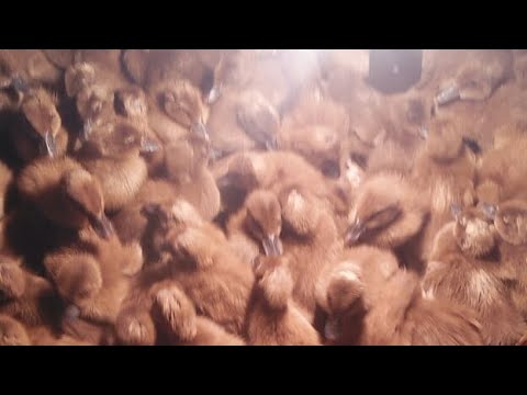 khakhi campbell duckling brooding - YouTube