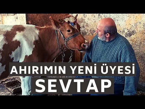 AHIRIMIN YENİ ÜYESİ - SEVTAP
