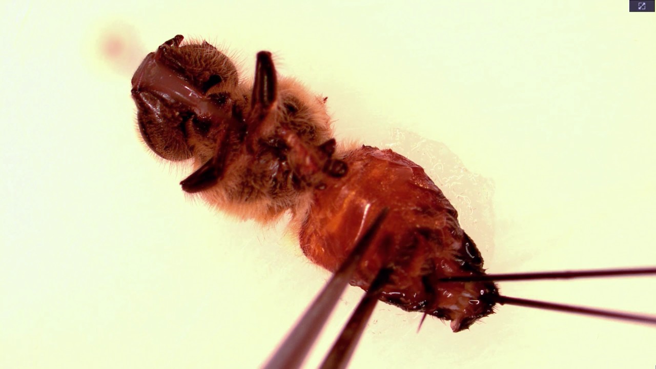 Honeybee Dissection and Honey Stomach Removal - YouTube