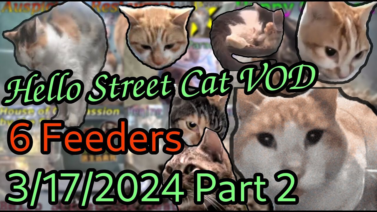 Hello Street Cat VOD - 3/17/2024 Part 2 - YouTube