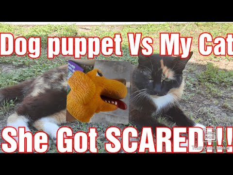 Dog Puppet Meets Mia