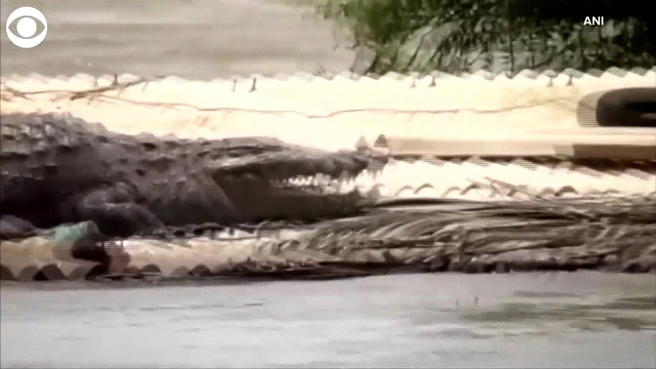 WEB EXTRA: Crocodile On Roof During Flooding - YouTube
