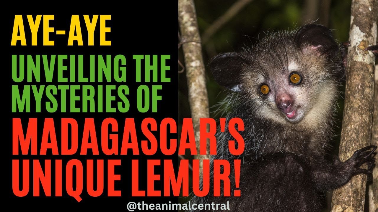Aye-Aye Wonders: Unveiling the Mysteries of Madagascar's Unique Lemur ...