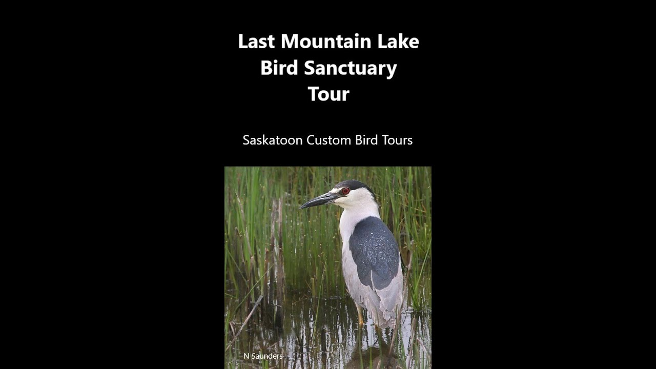 Last Mountain Lake Bird Sanctuary Tour - YouTube