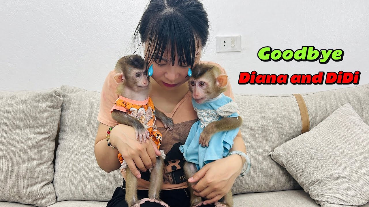 Goodbye to monkey Diana and baby monkey DiDi had to leave their mother - YouTube