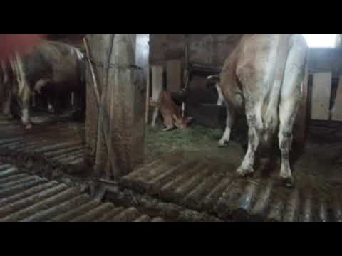 sakin ol reis sen hele 1 haftalıksın #buzagı #hayvancılık