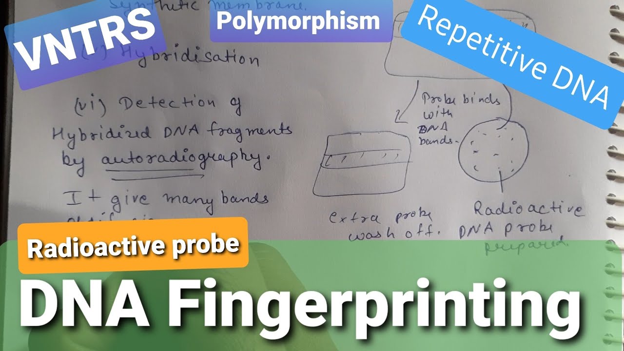 DNA Fingerprinting Principle and Mechanism or methods in Hindi easy to ...
