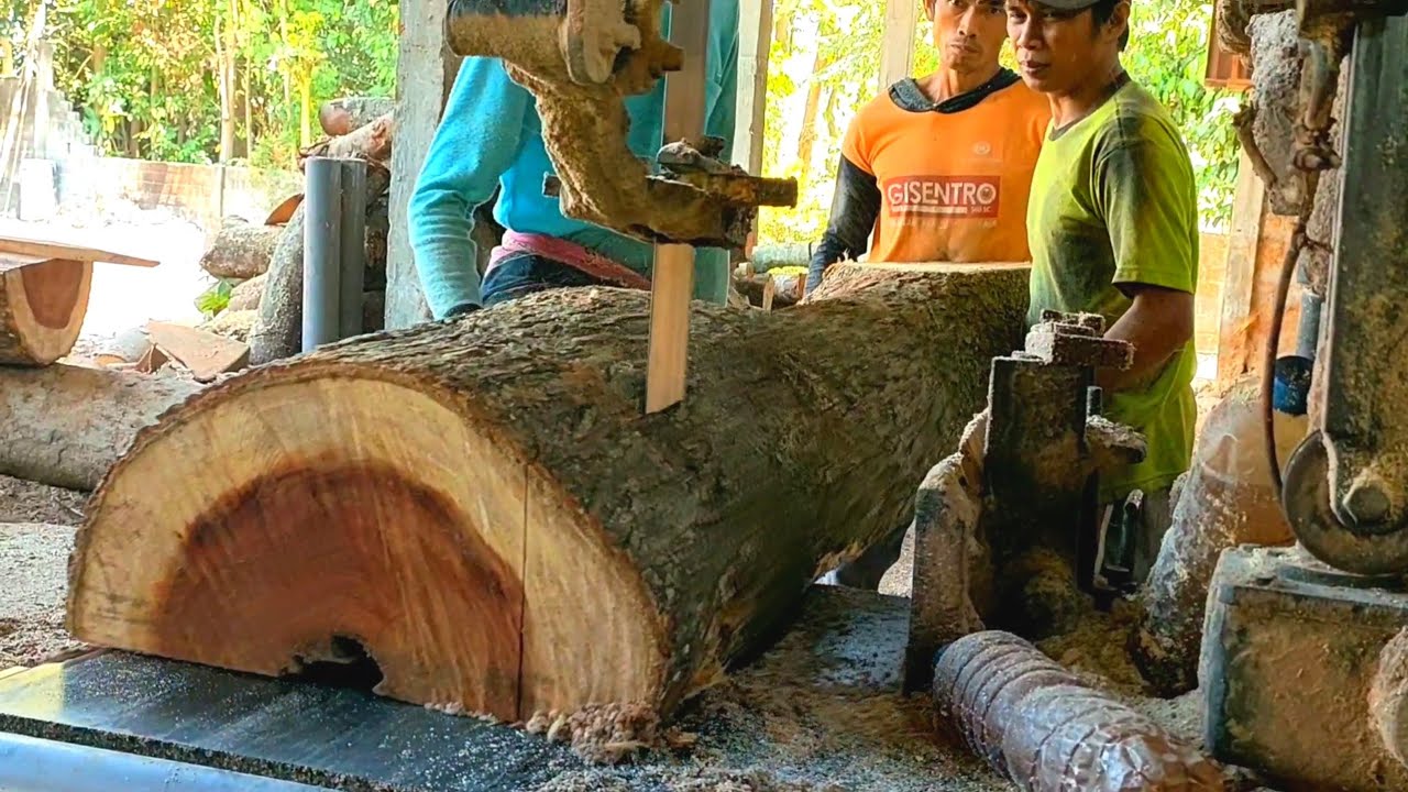 Gokil..!! Kayu Trembesi Super Tua Galih Mempesona.. Disawmil Jadi Papan ...