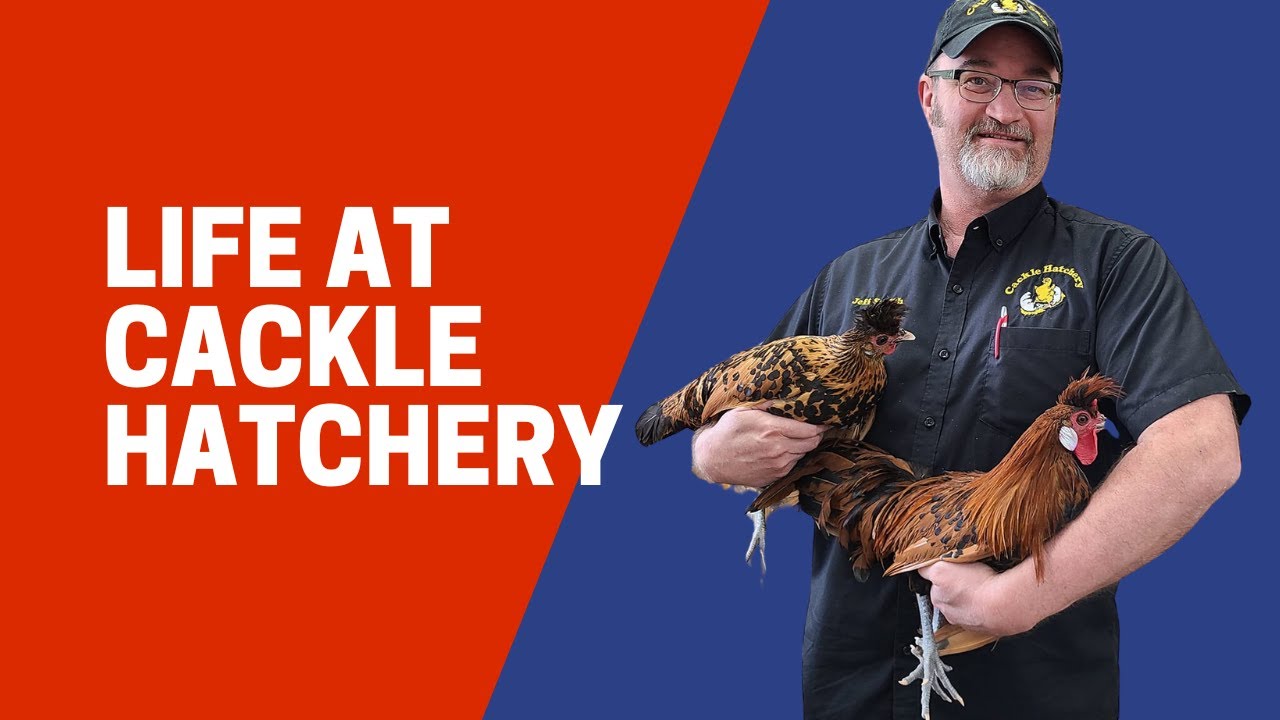 Transferring hatching eggs from the incubator into a Hatcher | Cackle ...