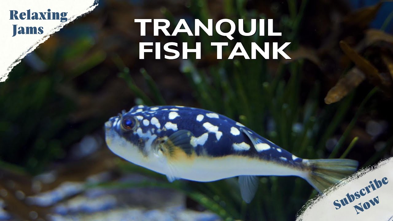 Unwind Your Mind Serene Fish Tank Scenes in 4k - YouTube