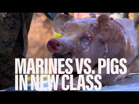 New MRE? Watch Marines butcher pigs, fillet fish, make their own dinner ...