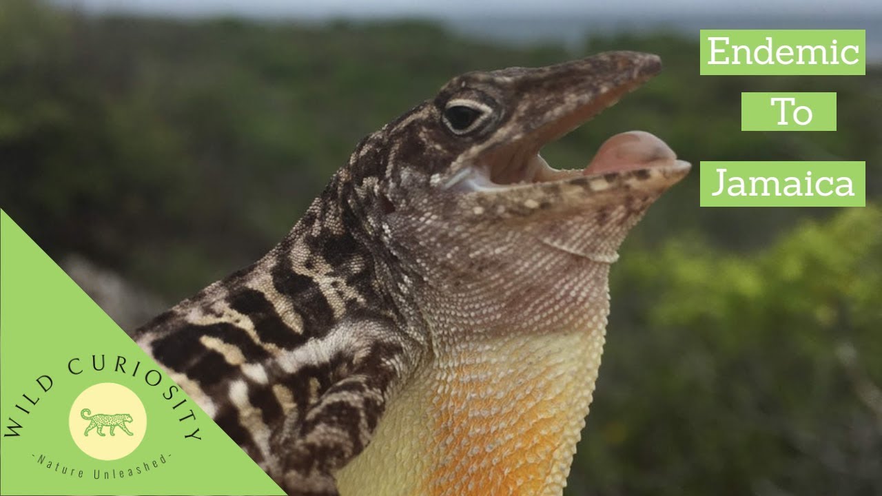 Endemic Jamaican Anole lizard Gray Anole/Stripefoot Anole | Anole ...