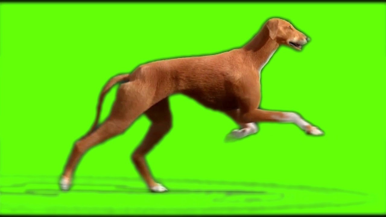 green screen background 🐕 dog running cycle - YouTube