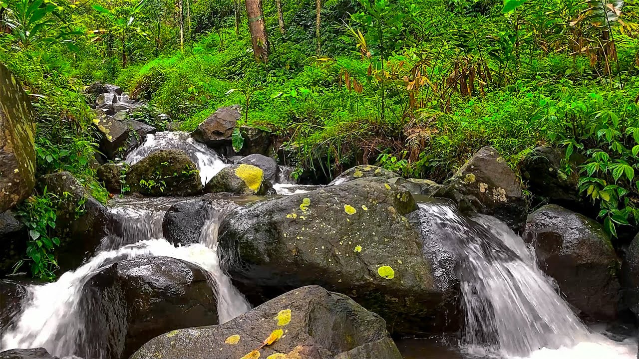 Peaceful Forest Symphony - Birds Chirping, Babbling Brooks and Nature ...