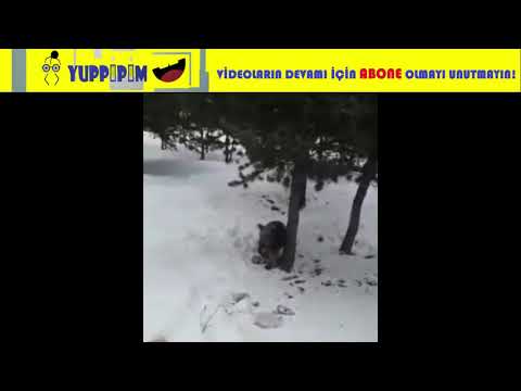 Kars Sarıkamışta ayı gören teyze. \