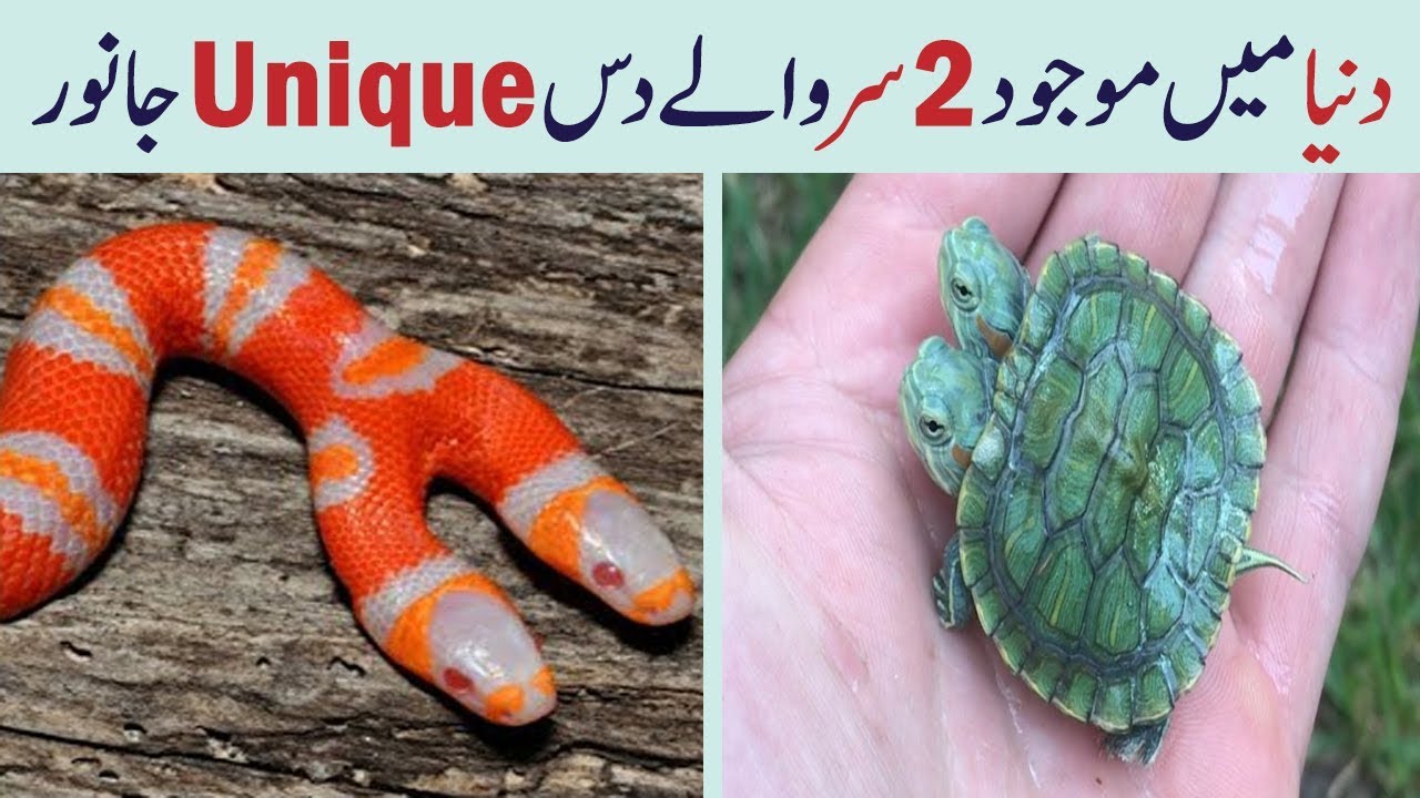 Top 10 Two Headed Animal In The World | Most Rare Two-Headed Animals ...
