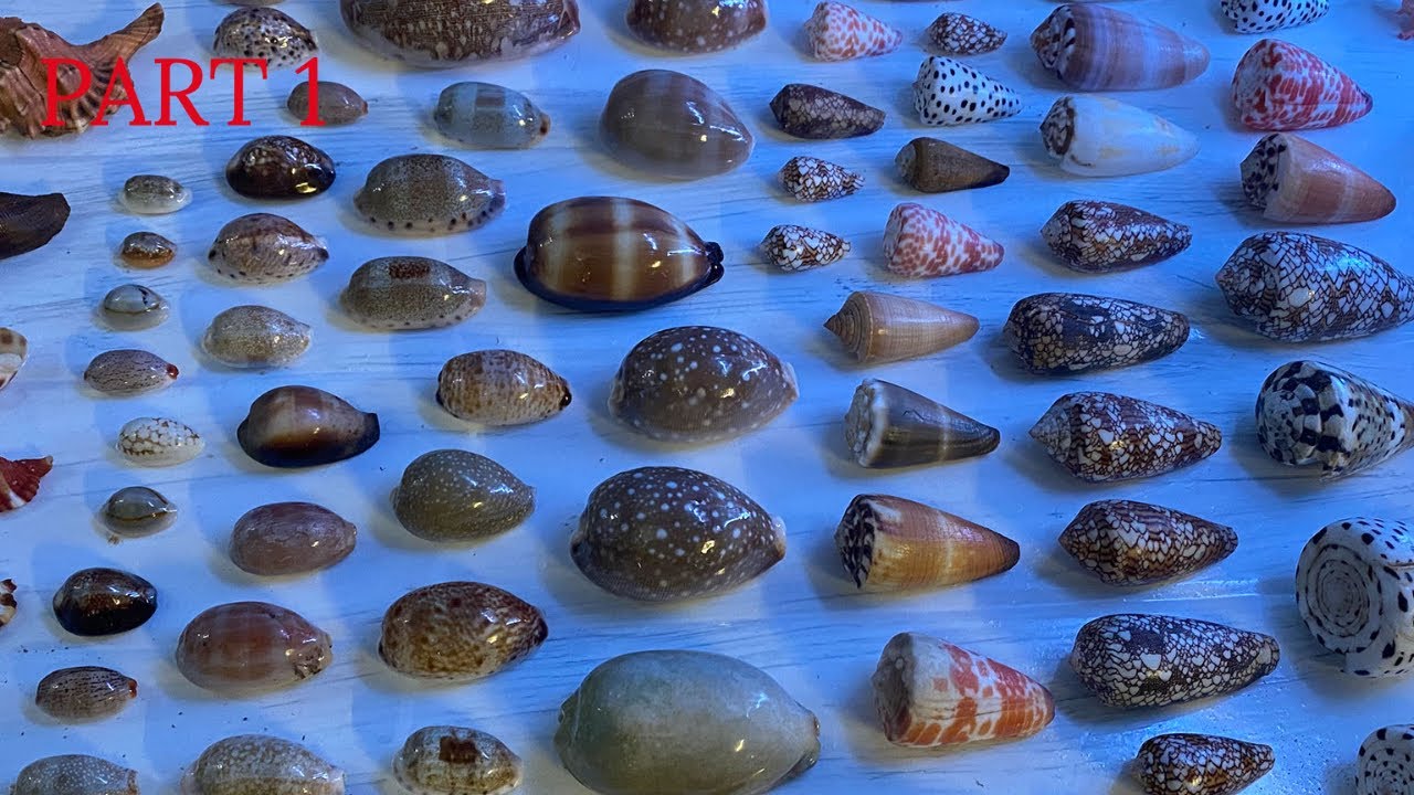 Philippines Mystery Seashell box unboxing Part 1 - YouTube