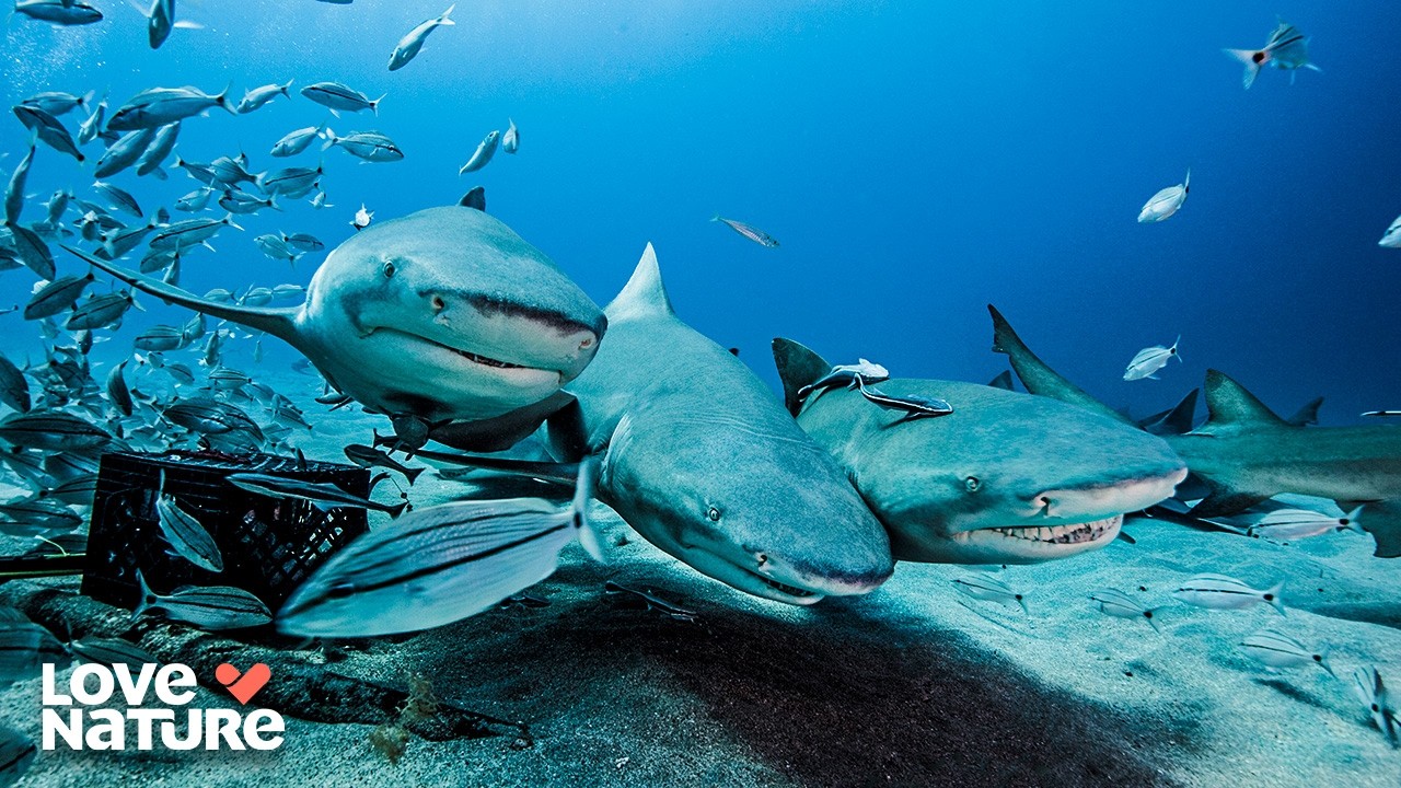 Into the Shark Pit: Untamed Socorro Islands | Great Blue Wild 102 - YouTube