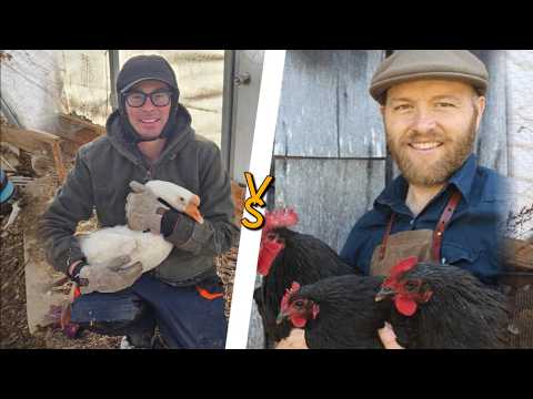 What I have Learned from Justin Rhodes - Aleman Homestead 240 - YouTube
