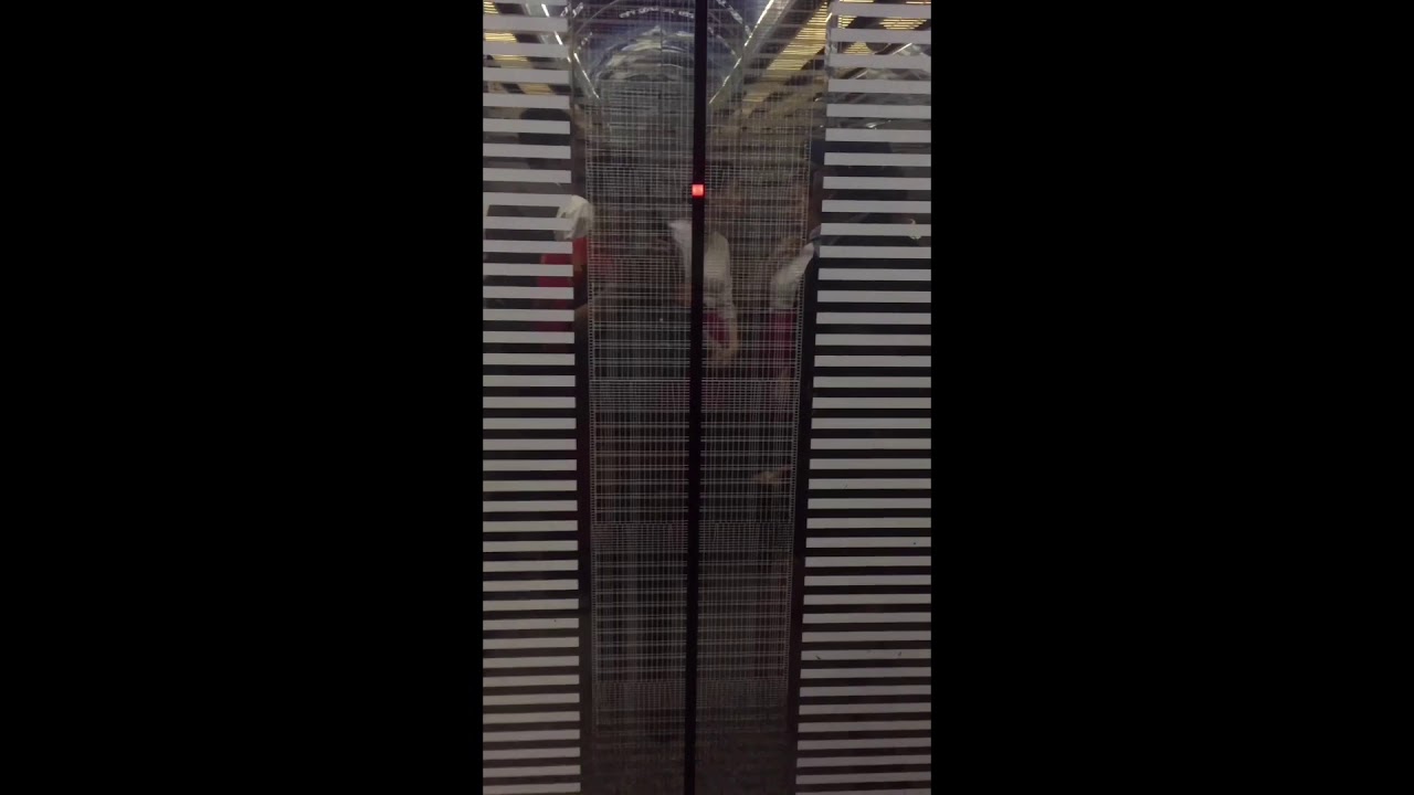 World’s Fastest Elevator# Shanghai Tower# China Tour - YouTube