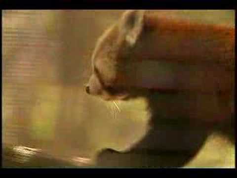 Red Pandas Arrive at Cape May County Zoo - YouTube
