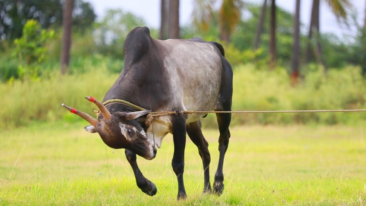 Black Eagle bull Running, Chinnatti Garuda Hori habba Jallikattu - YouTube