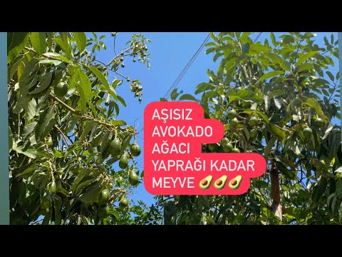 AŞISIZ AVOKADO AĞACI MEYVELİ OLARAK  YOUTUBEDE İLK VİDEO!