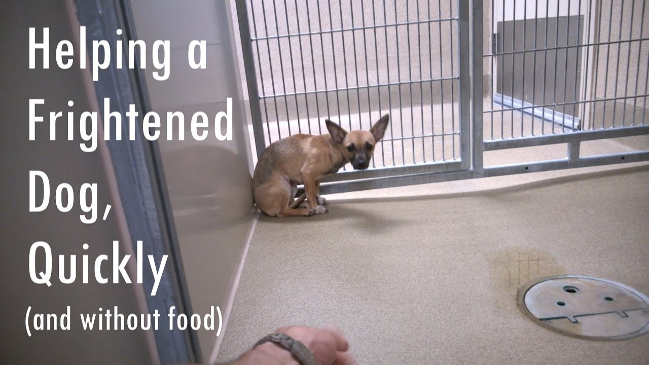 Helping a Fearful Dog, Quickly (and without food) - YouTube