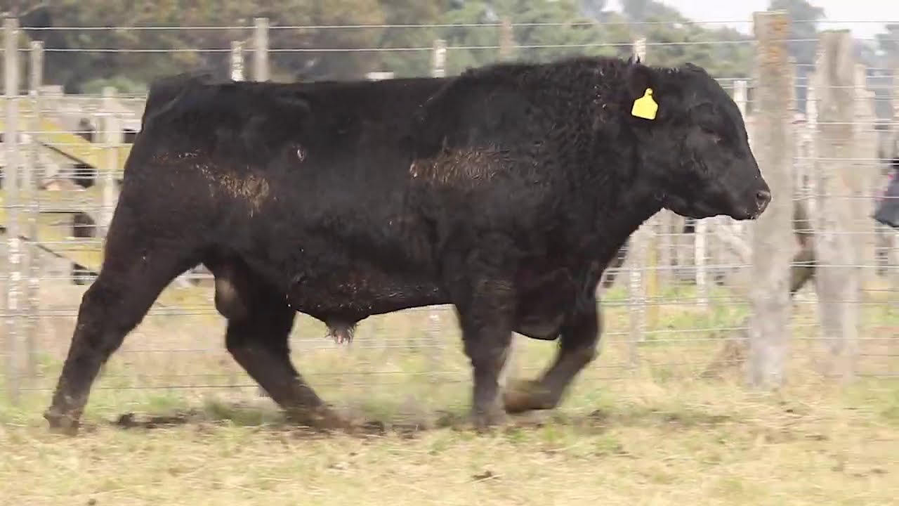 Toro AA PC N°28 - Lote #10 - RP8050 - Remate LT 2020 - YouTube