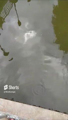 Carp SOO Cute! Cute And funny Carp Videos Compilation cute moment - YouTube
