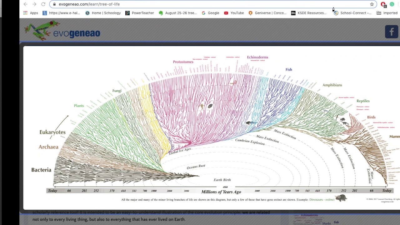 Tree of Life Directions - YouTube