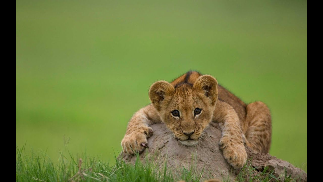 Lion cub roar , SO CUTE - YouTube