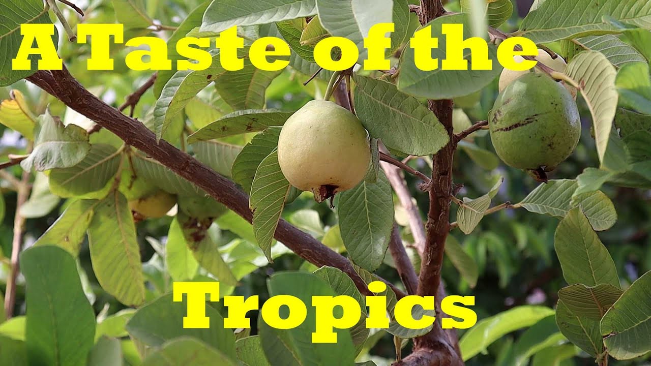 Thinking of Growing Guava? Watch This First! | White Peruvian Guava ...