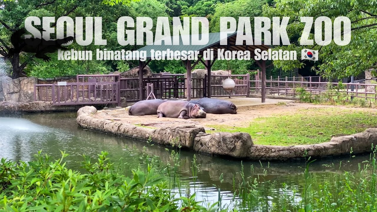SEOUL GRAND PARK ZOO Kebun Binatang terbesar dan terluas di KOREA ...