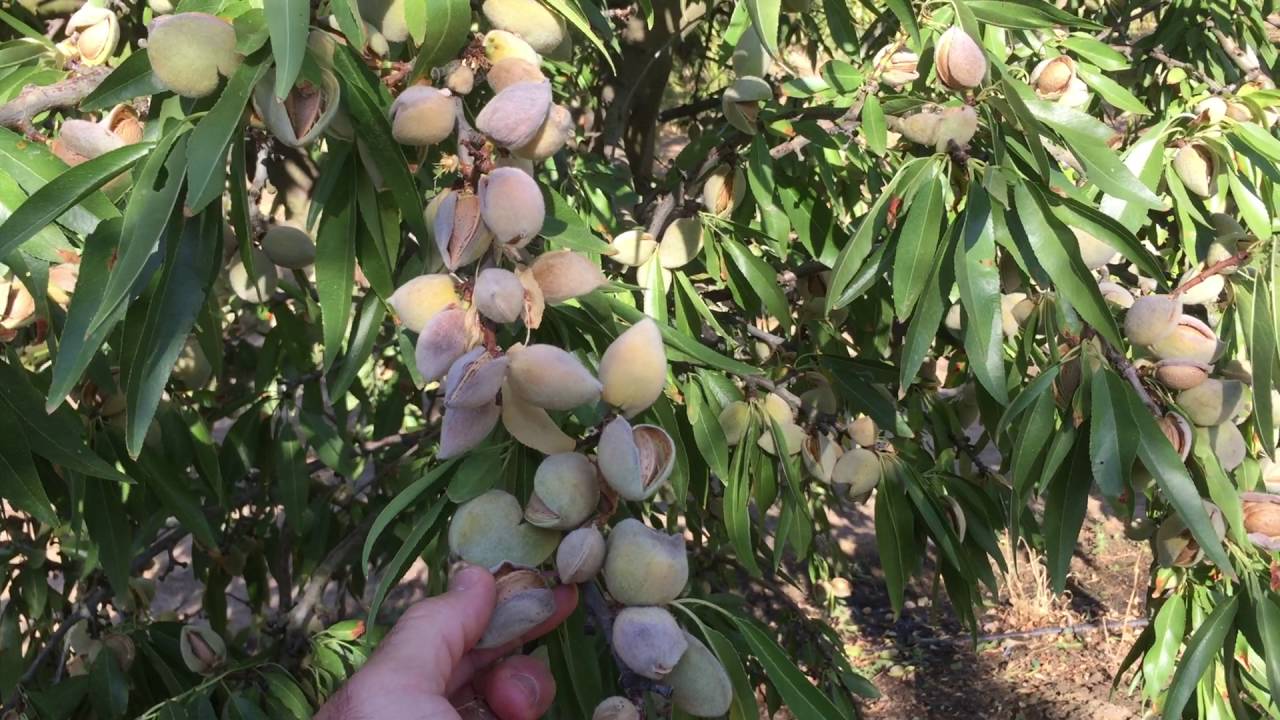 Almendros Penta ® 2016 Finca La Orden Valdesequera-Maduración - YouTube