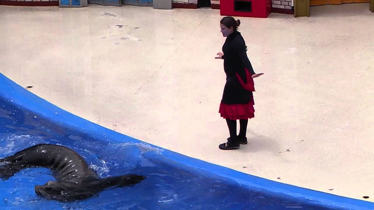 Sea lion dancing 2 - YouTube