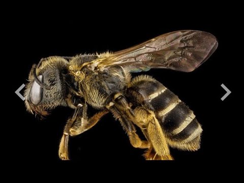 Insect Nature।Insect nature documentary।What defines an insect।What are ...