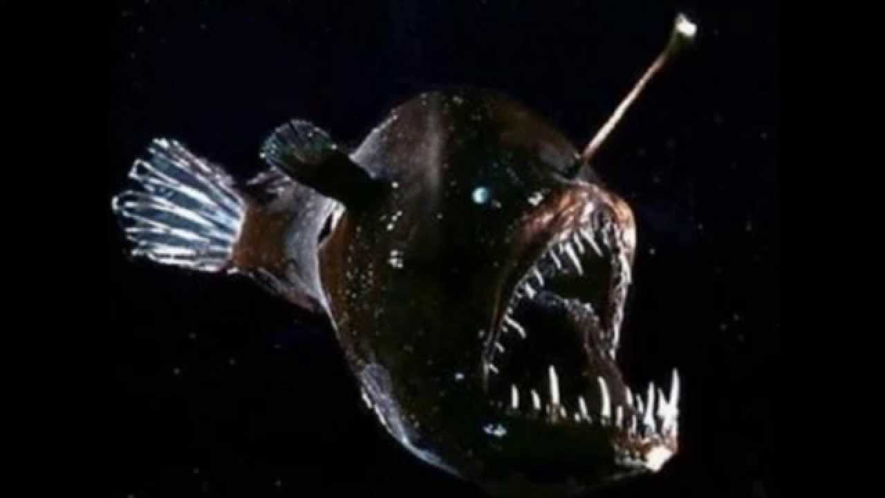 PECES ABISALES - YouTube