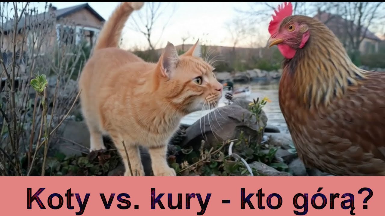 Koty vs kury - kto tutaj rządzi? - YouTube