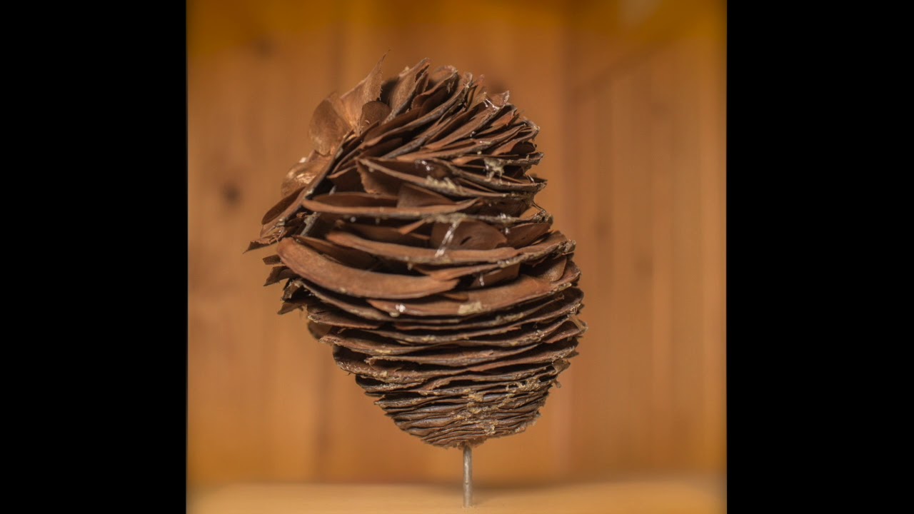 Deodar cedar cone timelapse - YouTube