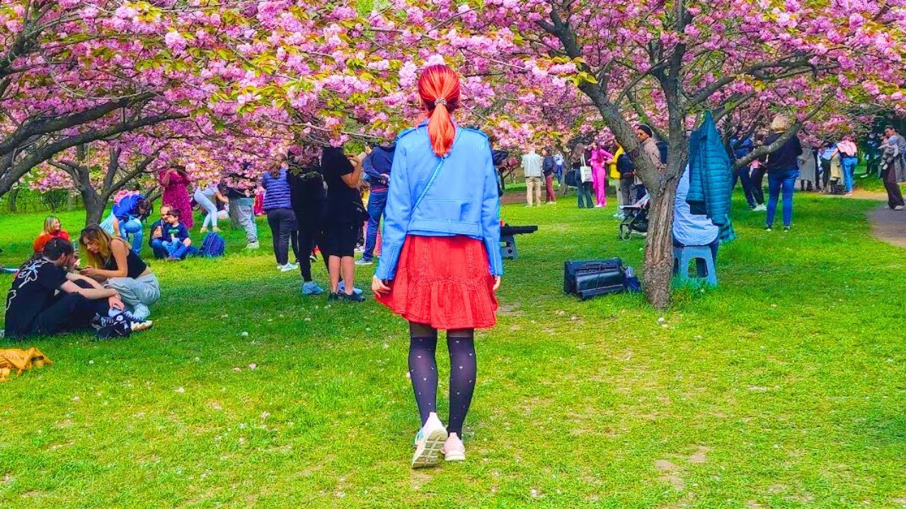 (4K) Gradina Japoneza Herastrau 2023 - Ciresi japonezi infloriti ...