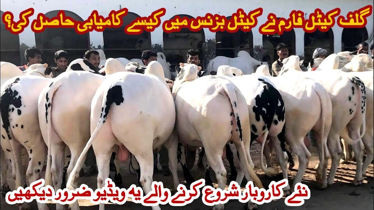 Cattle farming in Pakistan | Advice for new cattle business | Gulf ...