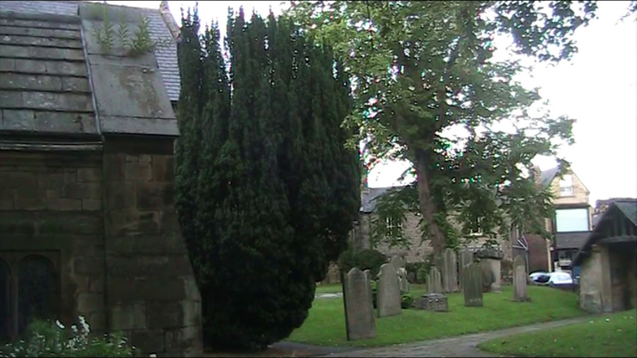 Irish Yew - Taxus baccata 'fastigiata' / Trees - YouTube